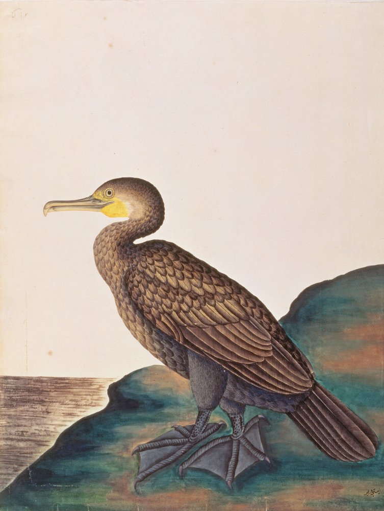 Great Cormorant, from Drawings of Birds from Malacca, c.1805-18