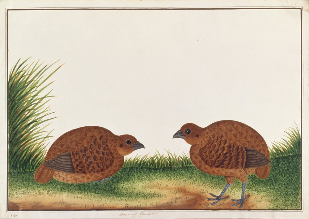 Black Partridge, from Drawings of Birds from Malacca, c.1805-18