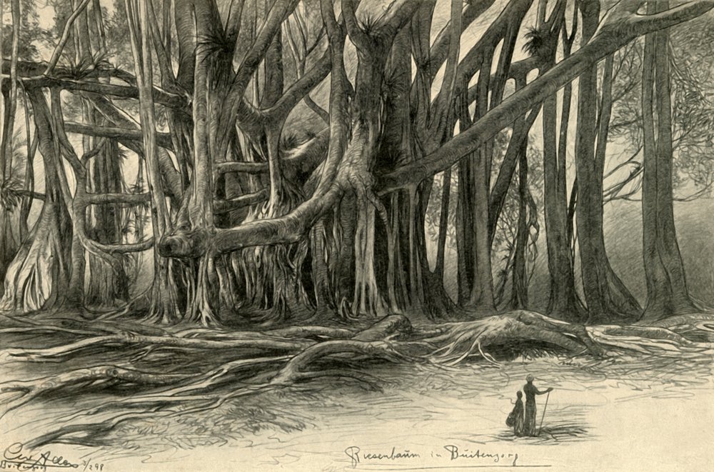 Giant Trees in Buitenzorg, Java by Christian Wilhelm Allers
