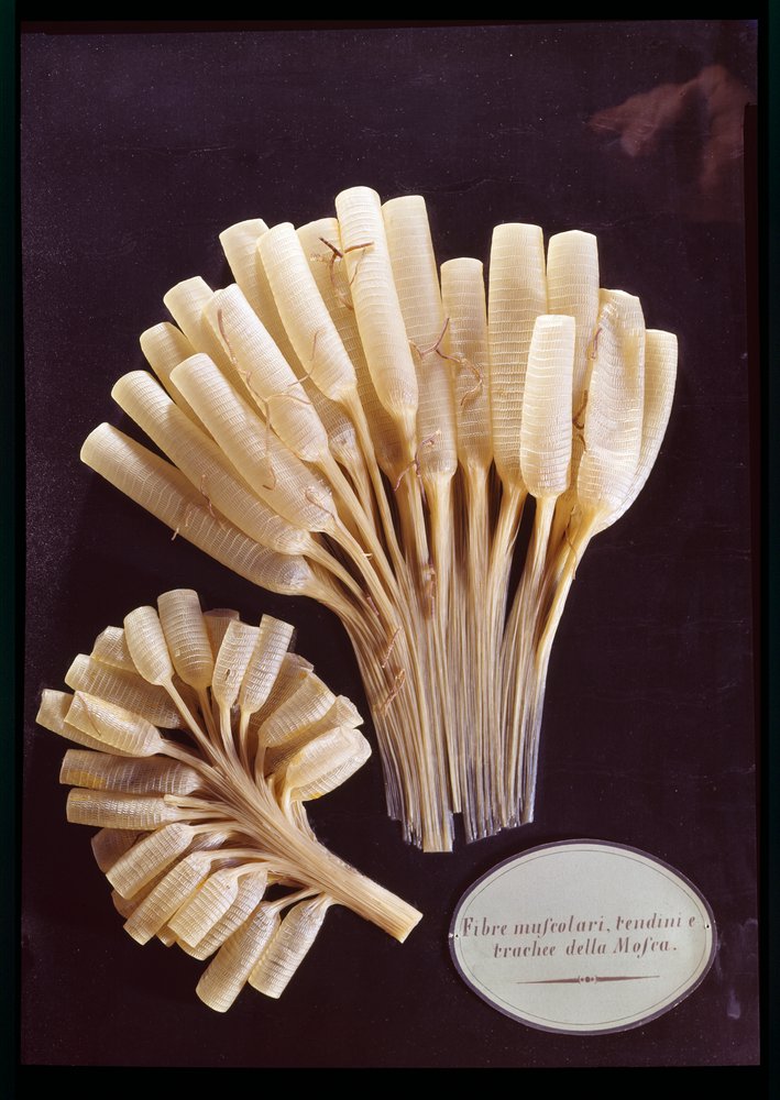 Model of the muscle fibres, tendons and trachea of a fly