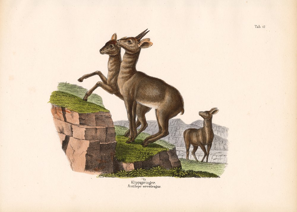 Klipspringer by Conrad Kull: High-quality fine art print
