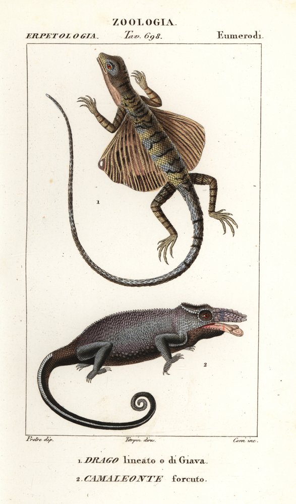 Common Flying Dragon and Two-Horned Chameleon by Corsi Corsi