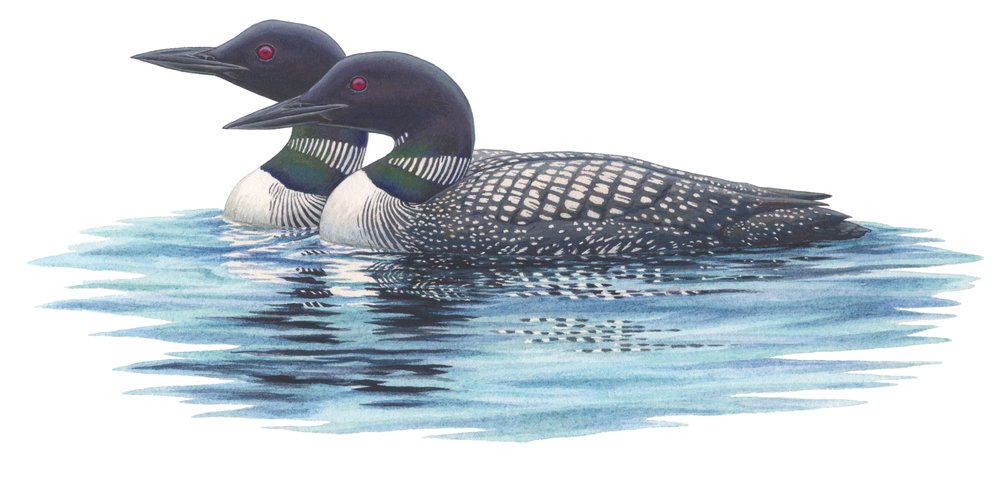 Common loons by Damstra Emily: Buy fine art print