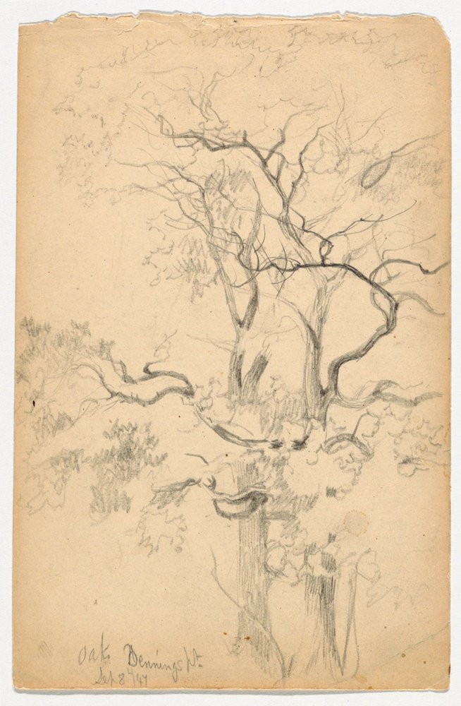 Study of Oaks at Dennings Point by Daniel Huntington