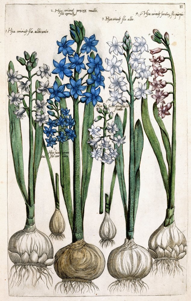 Hyacinths by Dutch School: Premium art reproduction