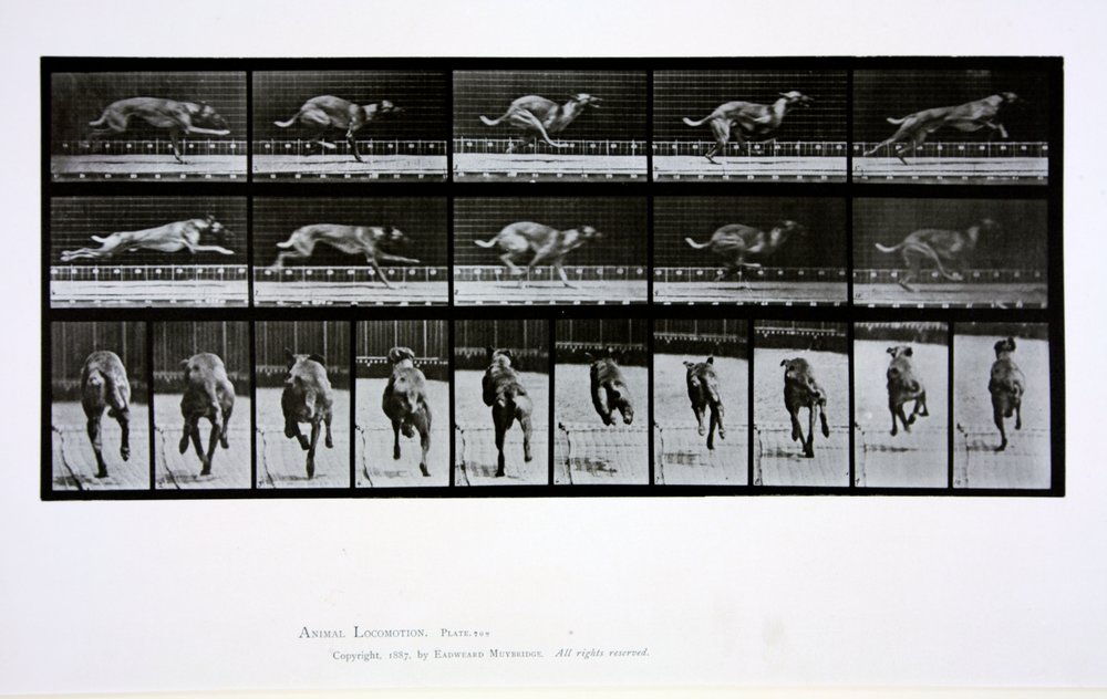 Greyhound running, plate 708 from 'Animal Locomotion'