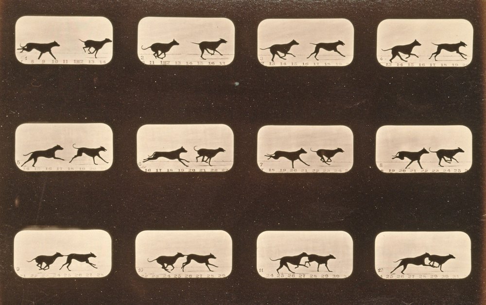 Image sequence of running Greyhounds, 'Animal Locomotion' series