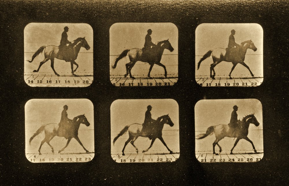 Horses. Irregular, 'Animal Locomotion' Series