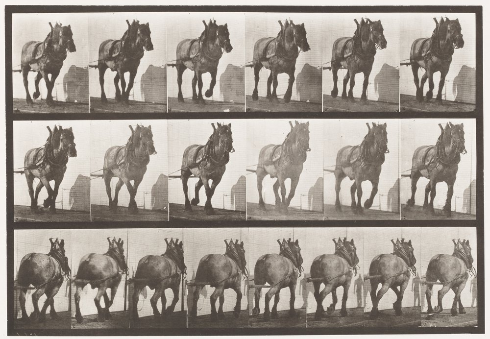 Hauling; Dark-Gray Belgian Horse Dusel by Eadweard Muybridge