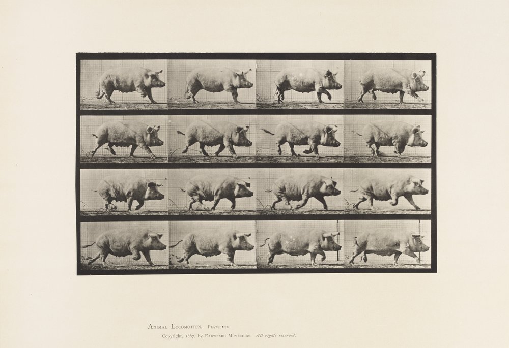 Sow; Trotting (Plate 675) by Eadweard Muybridge