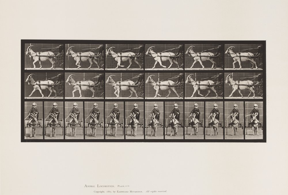 Plate 678. Goat; Trotting, in Sulky by Eadweard Muybridge