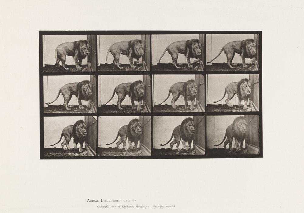 Lion; Walking, Turning Around by Eadweard Muybridge