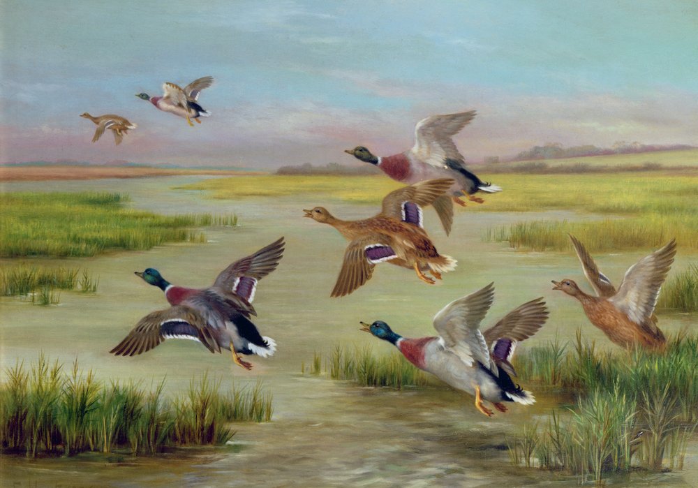 Ducks in Flight by Edgar Hunt: Buy fine art print