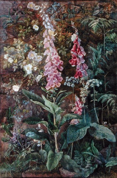 Digitalis Purpura and Rosa Rugosa by Edith Isabel Barrow