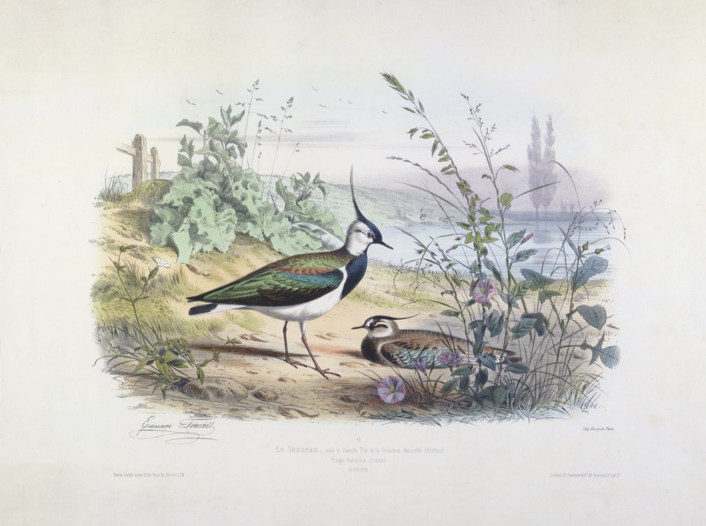 Female and Male Lapwing by Edouard Travies: Fine art print