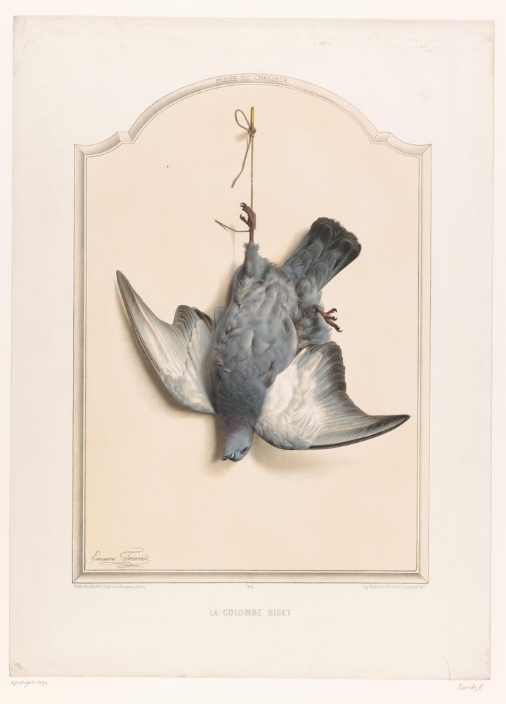 Dead Rock Dove Hanging by a Foot (La colombe biset) (title on object ...