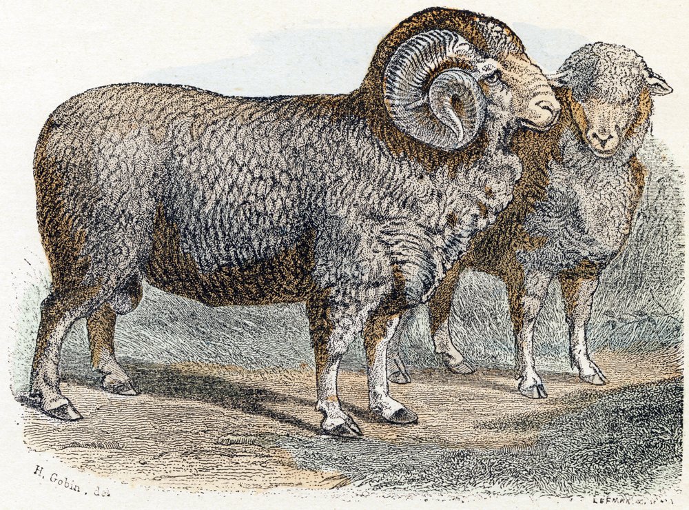 Sheep - 'Alphabet Illustrates Animals' by Edouard Travies