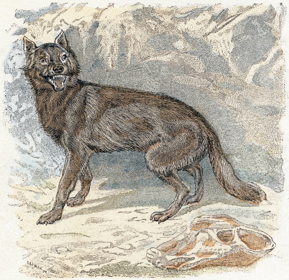 Wolf - Alphabet Illustrates Animals by Edouard Travies