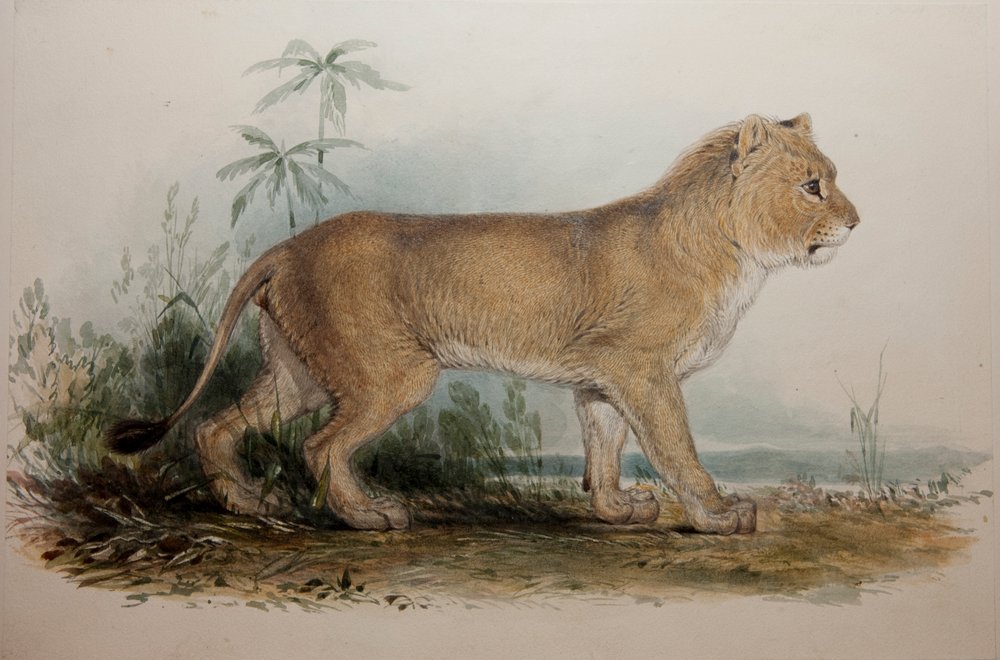 Maneless Lion of Guzerat by Edward Lear: Fine art print