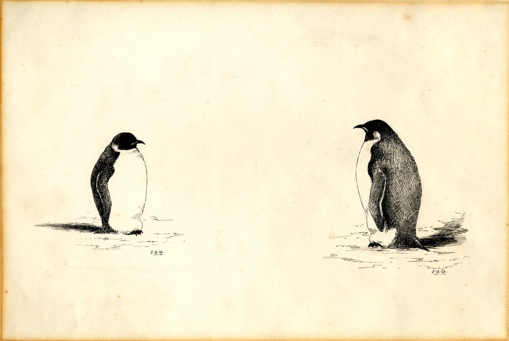 Emperor penguins by Edward Adrian Wilson: Fine art print