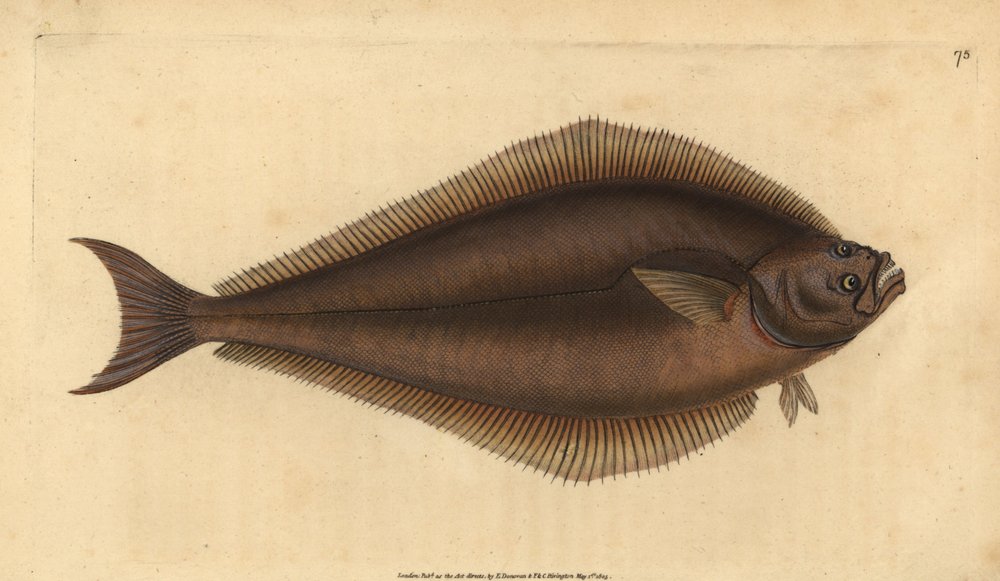 Atlantic Halibut, Handcoloured Copperplate by Edward Donovan from ...