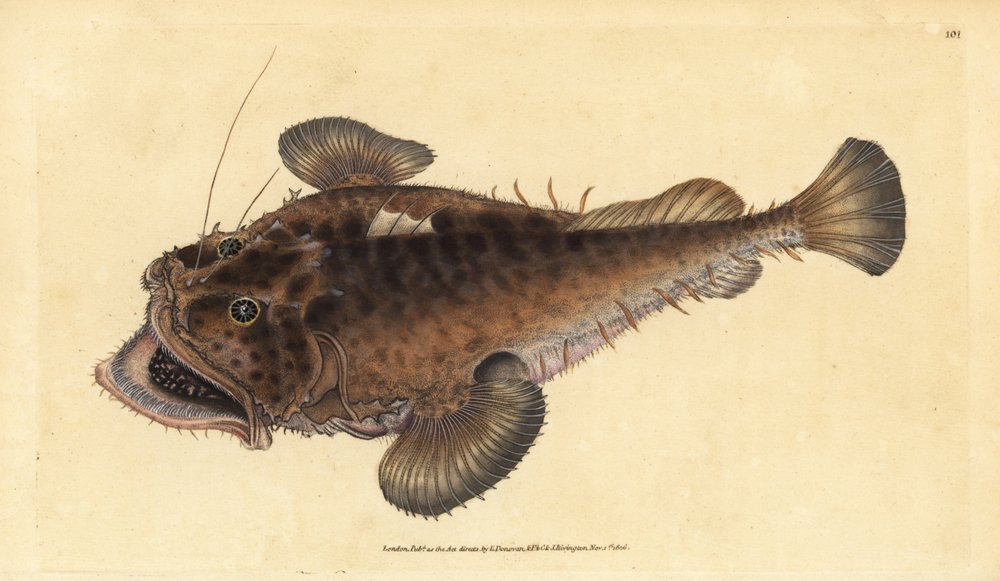 Common angler fish, Lophius piscatorius by Edward Donovan