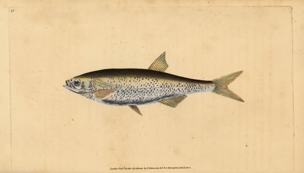 Common bleak, handcoloured copperplate drawn and engraved by Edward ...