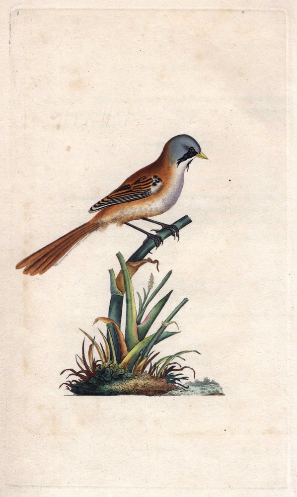 Bearded Reedling, Panurus Biarmicus. Copper Engraving by Edward Donovan ...