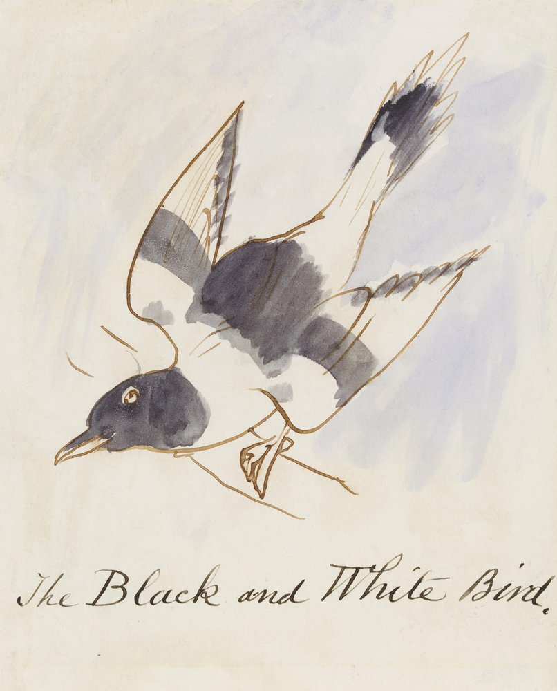 The Black and White Bird, from Sixteen Drawings of Comic Birds