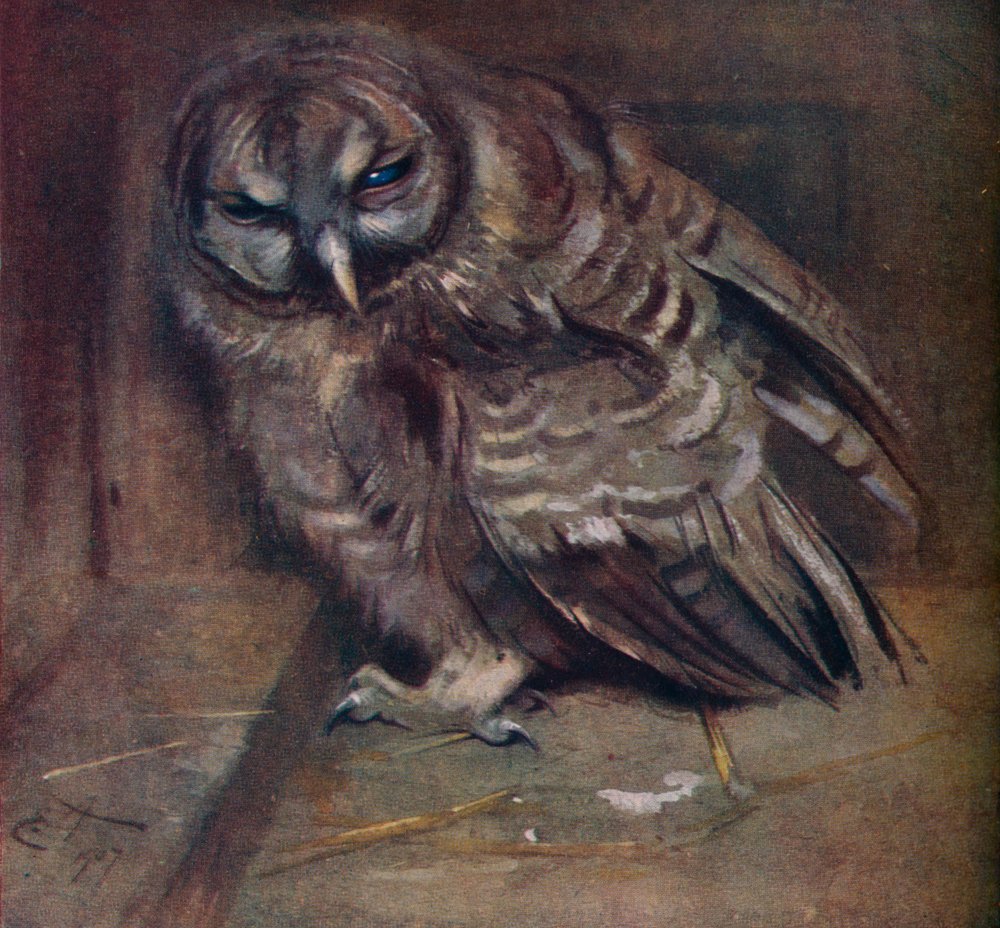 A Young Brown Owl by Edwin John Alexander: Fine art print