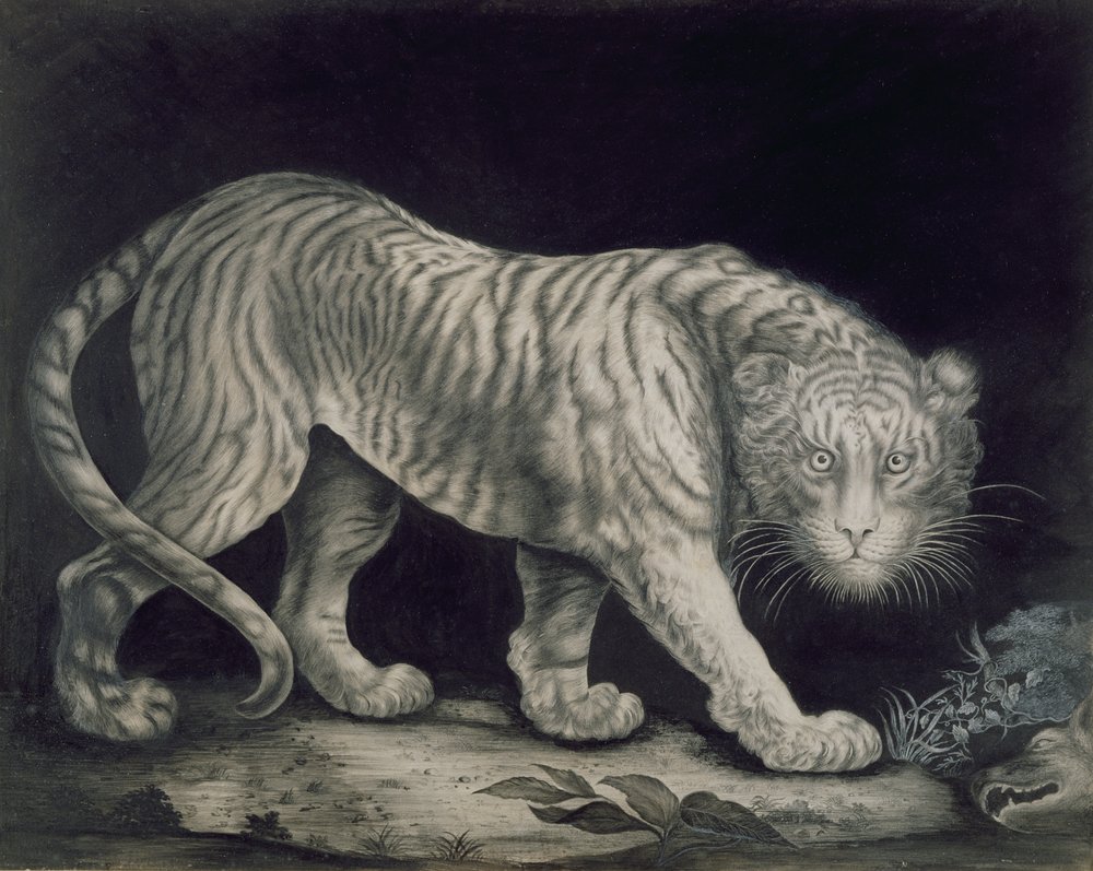 A Prowling Tiger by Elizabeth Pringle: Buy fine art print