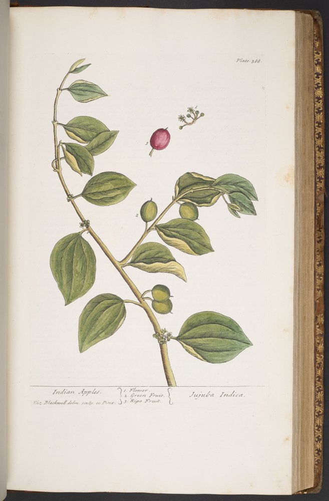 Plate 388, from 'A Curious Herbal' by Elizabeth Blackwell