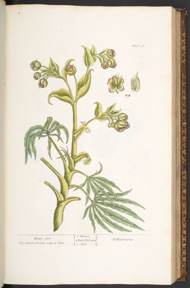 Plate 57, Bears foot, from 'A Curious Herbal'