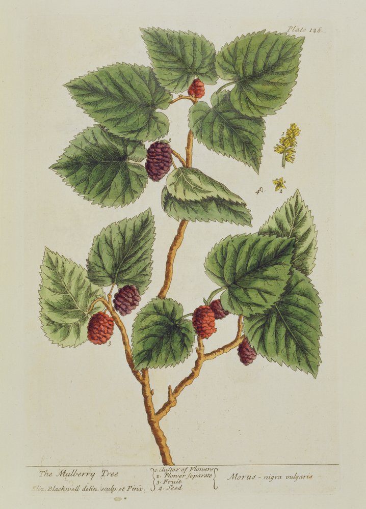 The Mulberry Tree, plate 126 from 'A Curious Herbal', published 1782