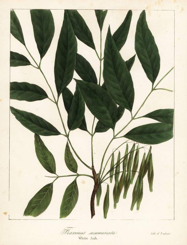 American Ash, Fraxinus americana by Endicott Endicott