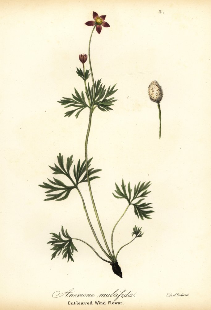Pacific Anemone or Cut-leaved Windflower, Anemone Multiflida