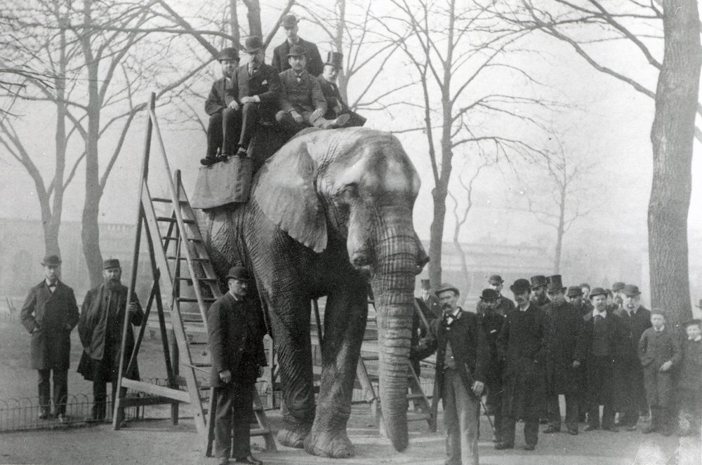 Jumbo at Riding Steps ZSL London Zoo, Probably March 1882