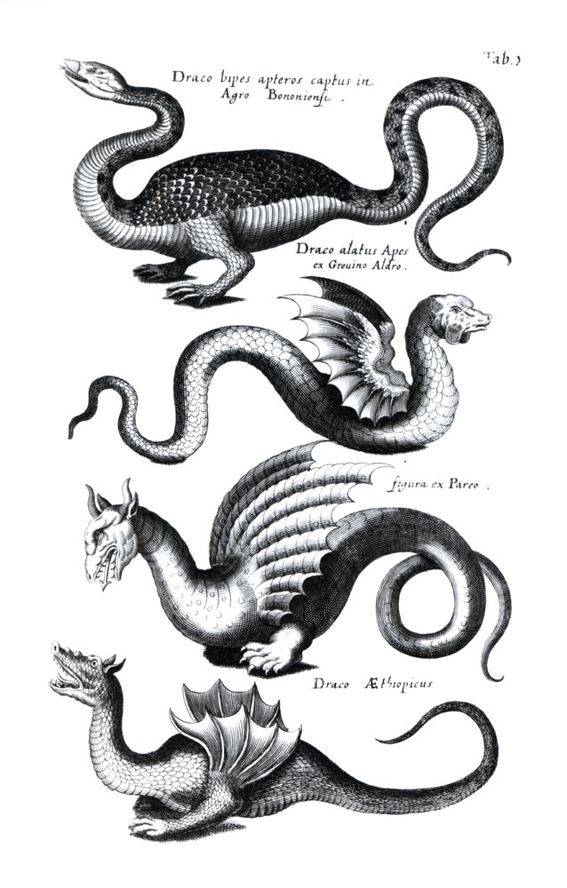 Four types of dragon by English School: Buy fine art print