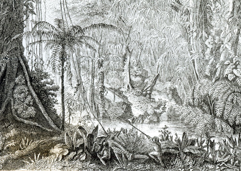 Interior of a Primeval Forest in the Amazons
