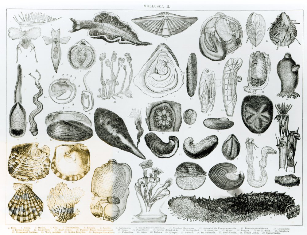 Molluscs by English School: Highest-quality art reproduction