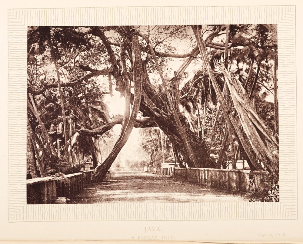 A Banyan Tree, Java by English Photographer