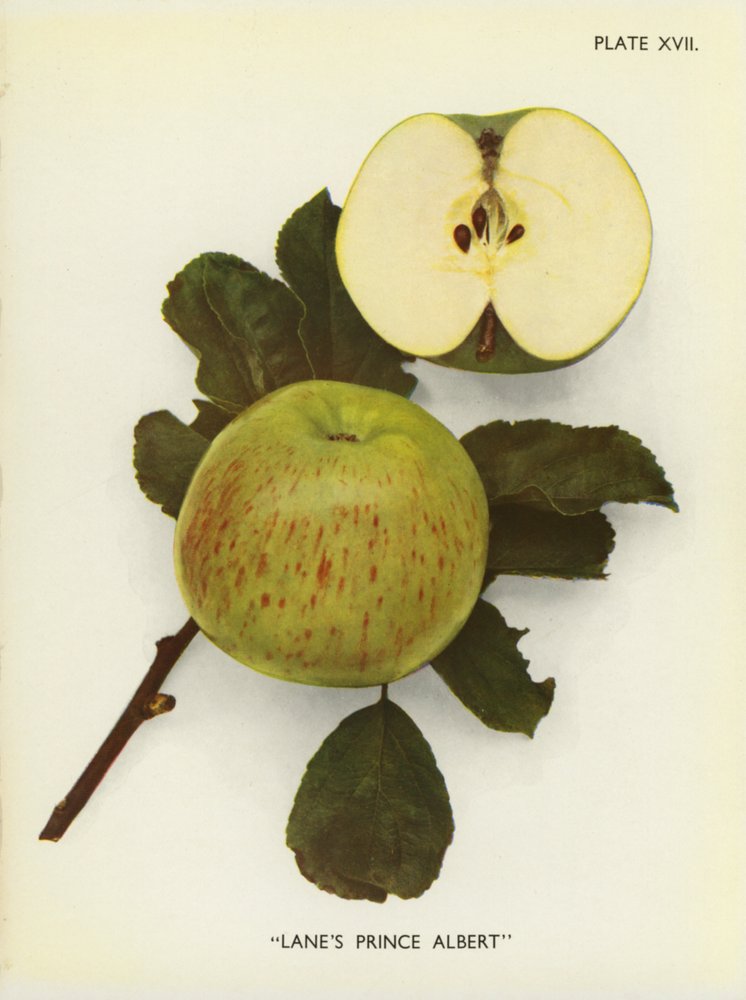 Apples of England: Lane's Prince Albert
