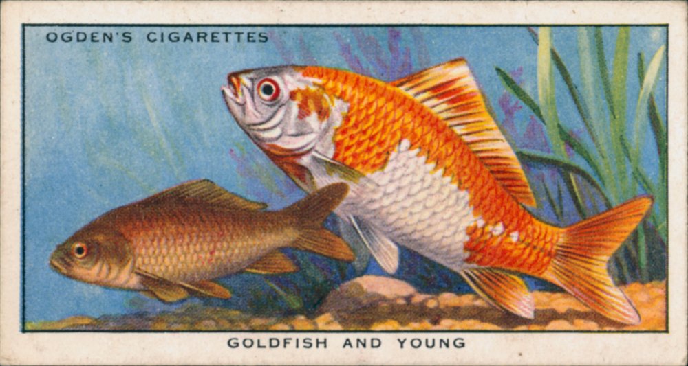 Changing Colours in Young and Adult Fishes, Goldfish and Young