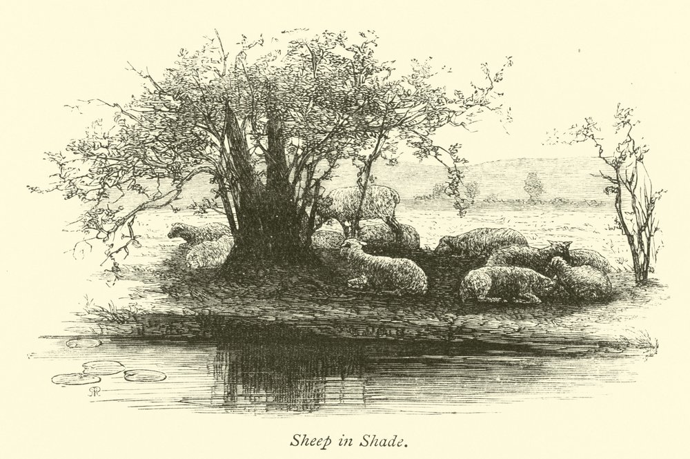 Sheep in Shade by English School: Buy fine art print