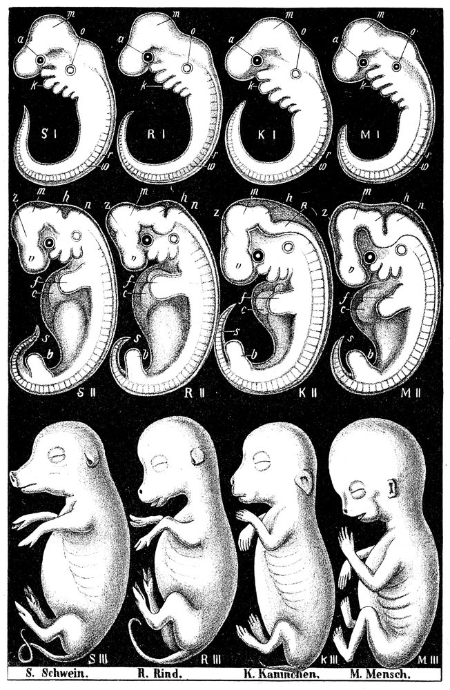 Haeckel's comparison of embryos of Pig, Cow, Rabbit and Man
