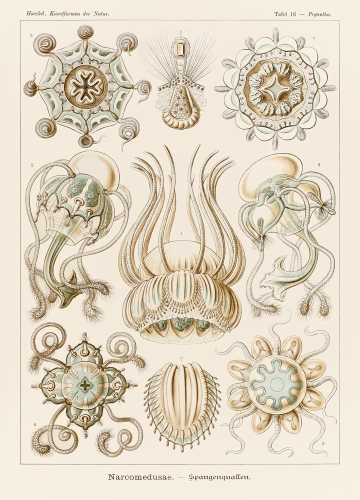 Plate 16 Pegantha Narcomedusae from 'Art Forms in Nature'