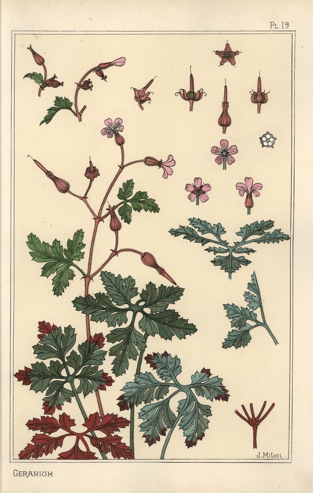 Botanical Illustration of a Geranium Flower, Petals, Leaves
