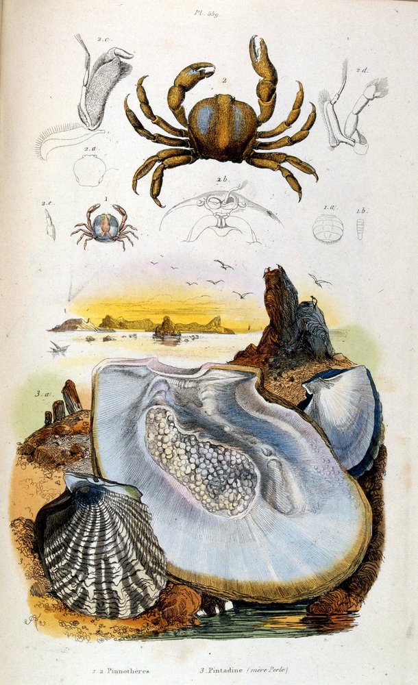 Botanical and Zoological Illustration from Dictionnaire pittoresque d ...