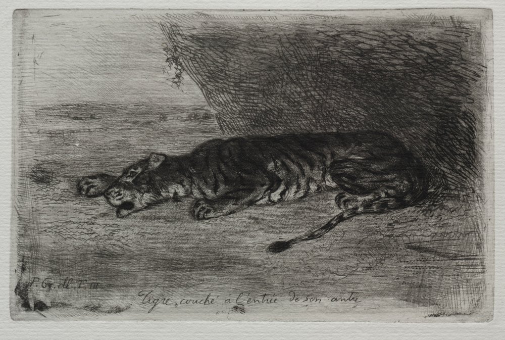 Tiger Lying at the Entrance of its Den
