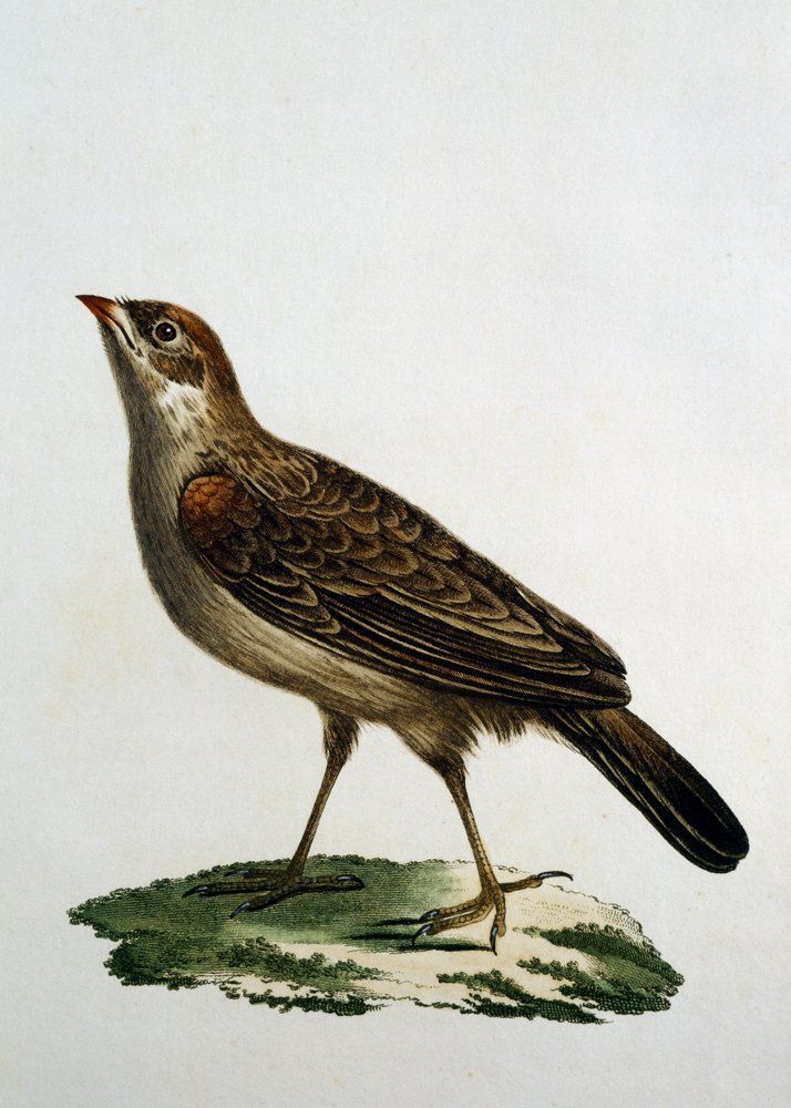 Female Cuckoo Roller, engraving from Histoire Naturelle des Oiseaux d ...